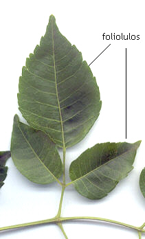 Ciclo de vida del paraíso (Melia azedarach, Meliaceae) Hoja