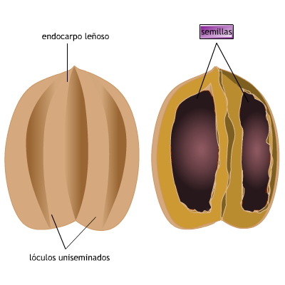 Ciclo de vida del paraíso (Melia azedarach, Meliaceae)